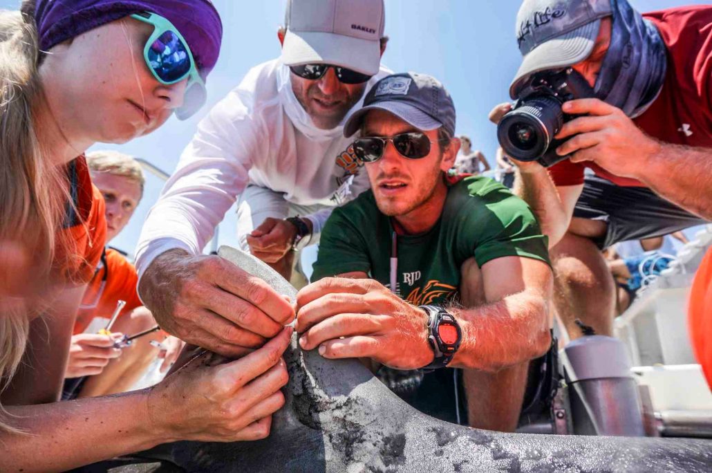 Pat Goebel Pic3 Shark week – Shark Research & Conservation Program (SRC ...