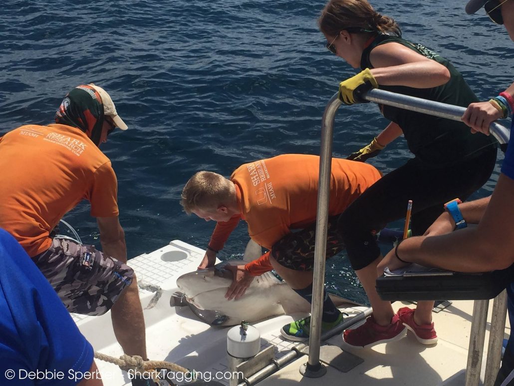 Shark Tagging with Riviera High – Shark Research & Conservation Program ...