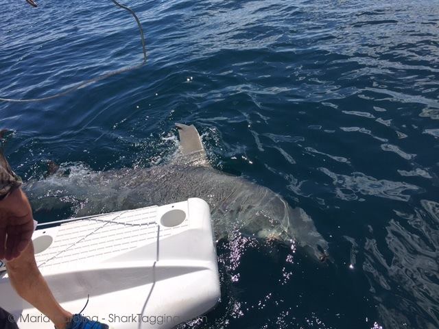 Shark Tagging with Riviera High – Shark Research & Conservation Program ...
