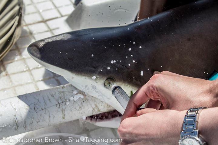 Shark Tagging With Steve Brodie Charter – Shark Research & Conservation ...