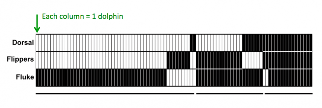Living on the Edge: Settlement Patterns by the Symbiotic Barnacle ...