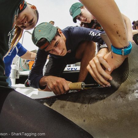 Baleen whales host a unique gut microbiome with similarities to both ...