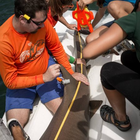 Baleen whales host a unique gut microbiome with similarities to both ...