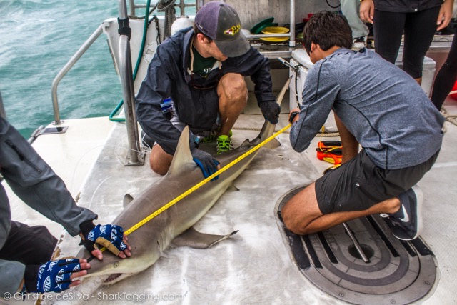 Shark Tagging with MAST Academy – Shark Research & Conservation Program ...