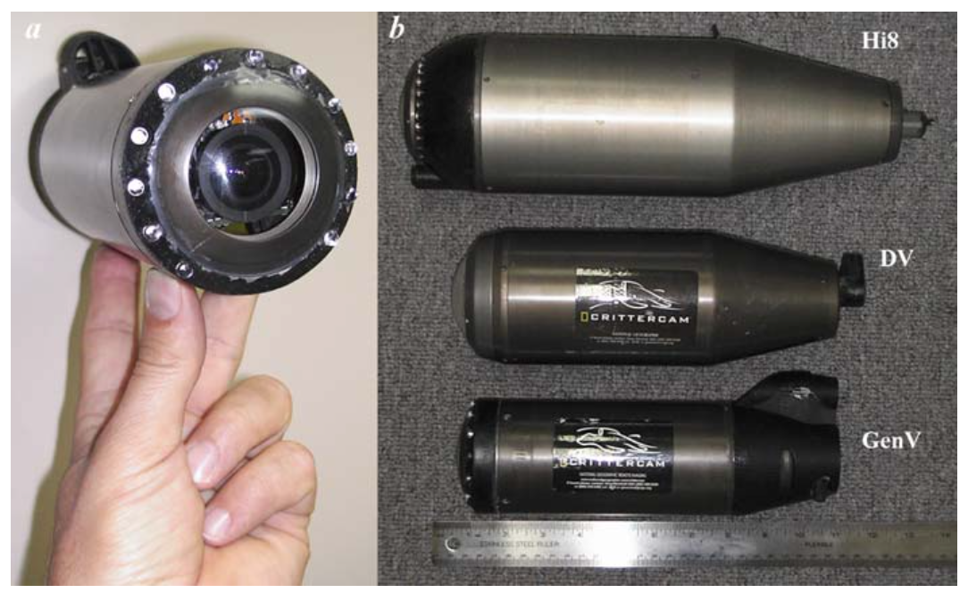 Utilizing Crittercams to Study Animal Behavior – Shark Research ...