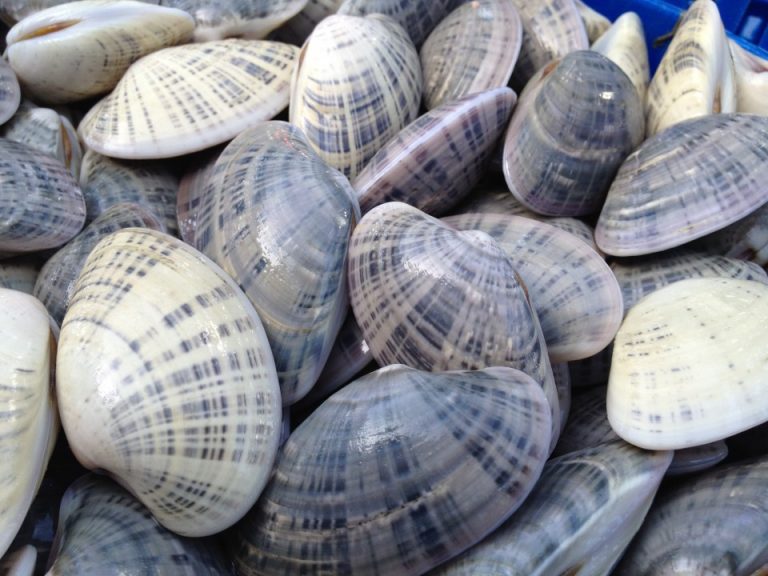 An introduction to aquaculture – Shark Research & Conservation Program ...