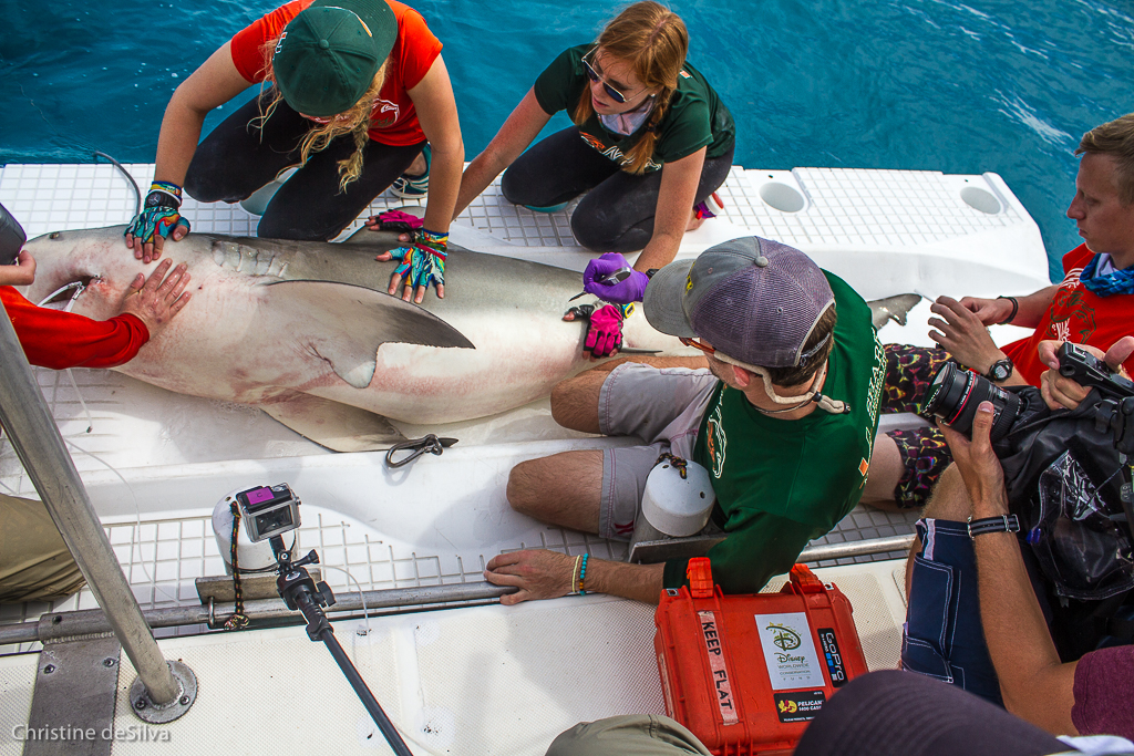 Shark Tagging with National Geographic – Shark Research & Conservation ...