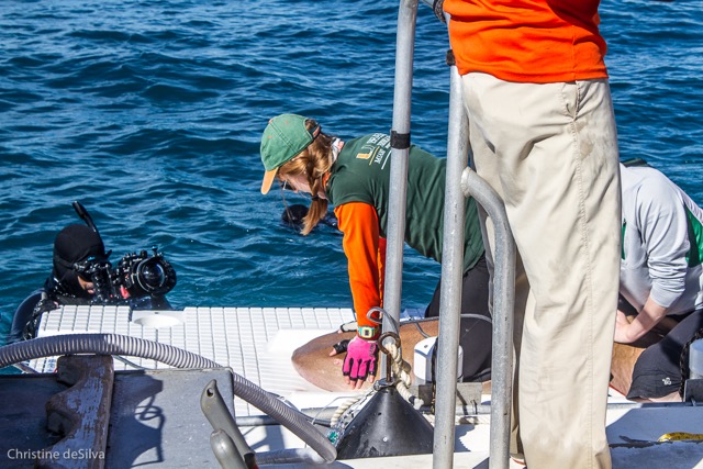 Shark Tagging with National Geographic – Shark Research & Conservation ...