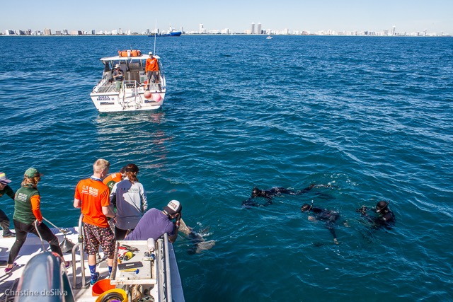 Shark Tagging with National Geographic – Shark Research & Conservation ...