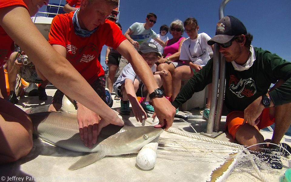 Shark Tagging with the Children’s Wish Foundation – Shark Research ...