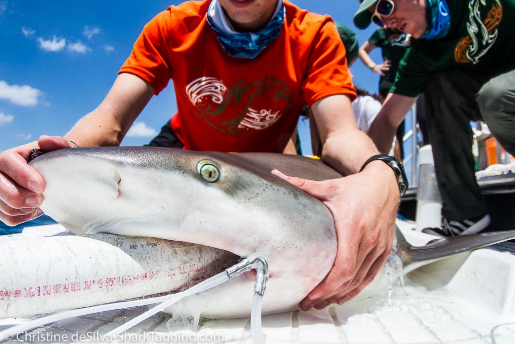 Shark tagging with St. Thomas Aquinas – Shark Research & Conservation ...