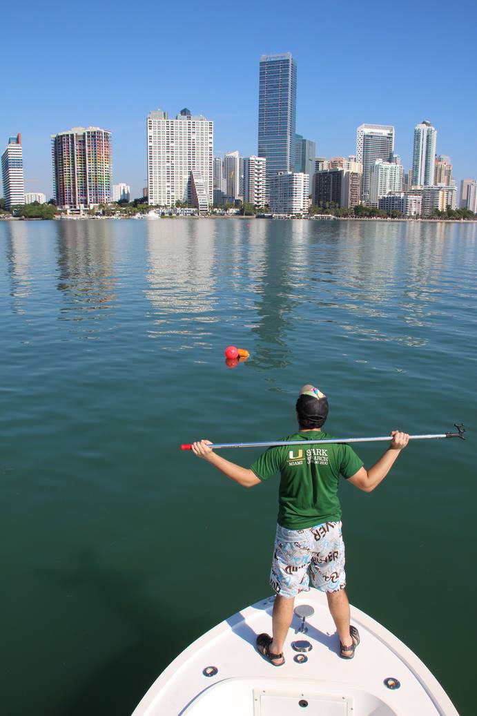 Urban Sharks – Shark Research & Conservation Program (SRC) | University ...