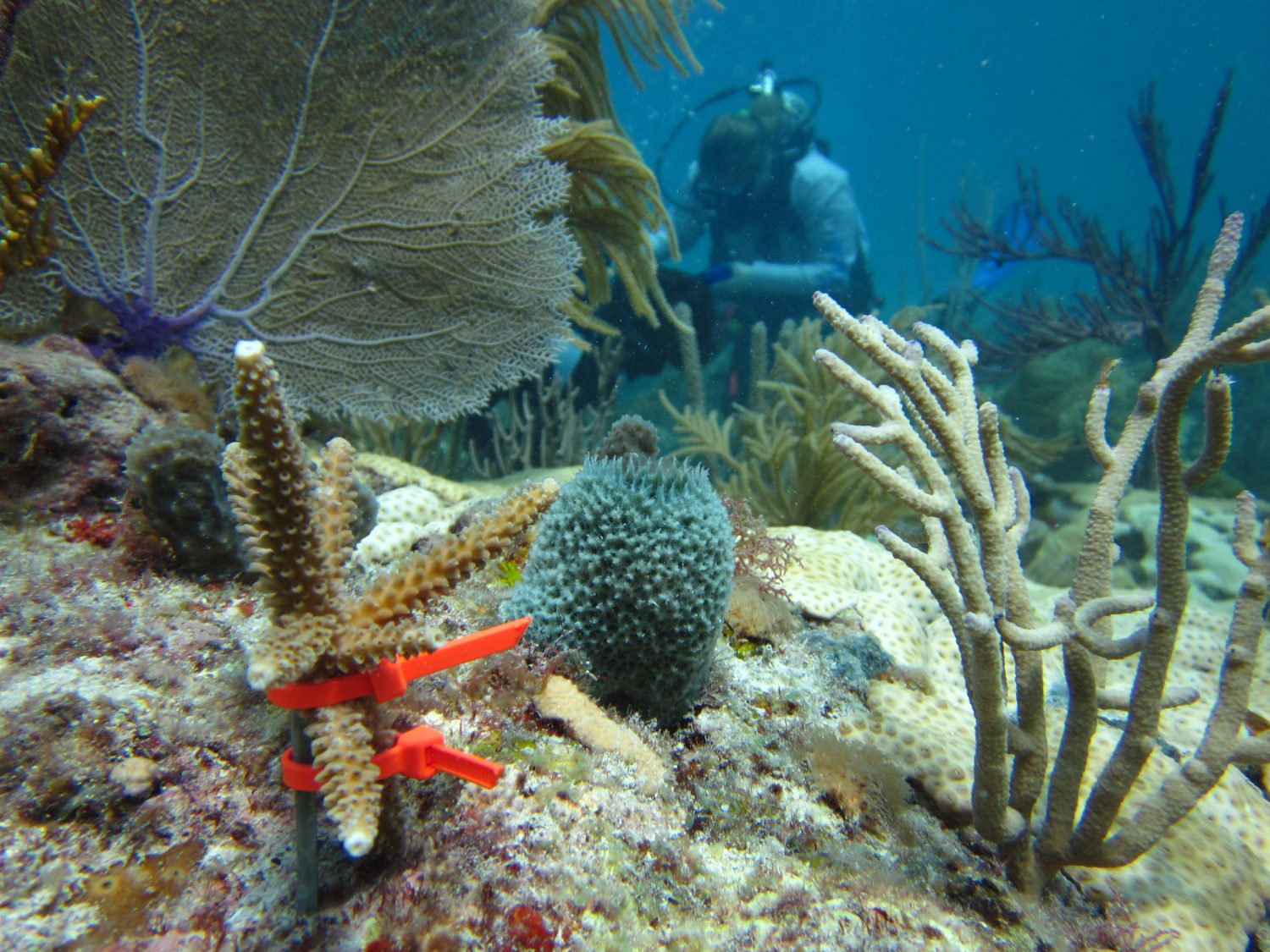 Rescue a Reef – Shark Research & Conservation Program (SRC ...