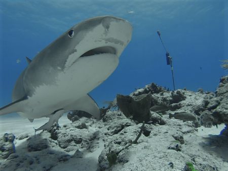 Climate Change & Sharks – Shark Research & Conservation Program (SRC ...