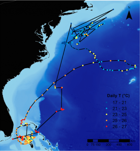 Climate Change & Sharks – Shark Research & Conservation Program (SRC ...