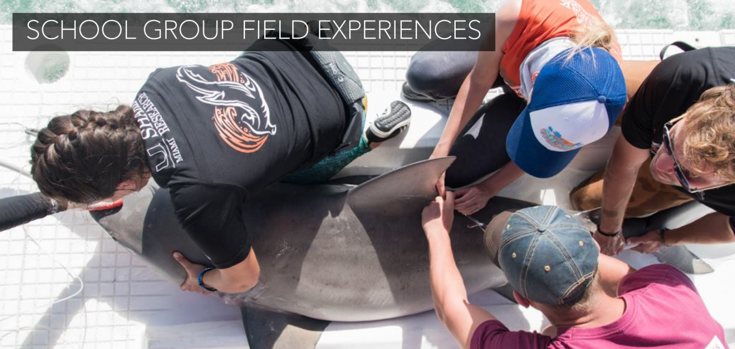 School Group Field Experiences – Shark Research & Conservation Program ...