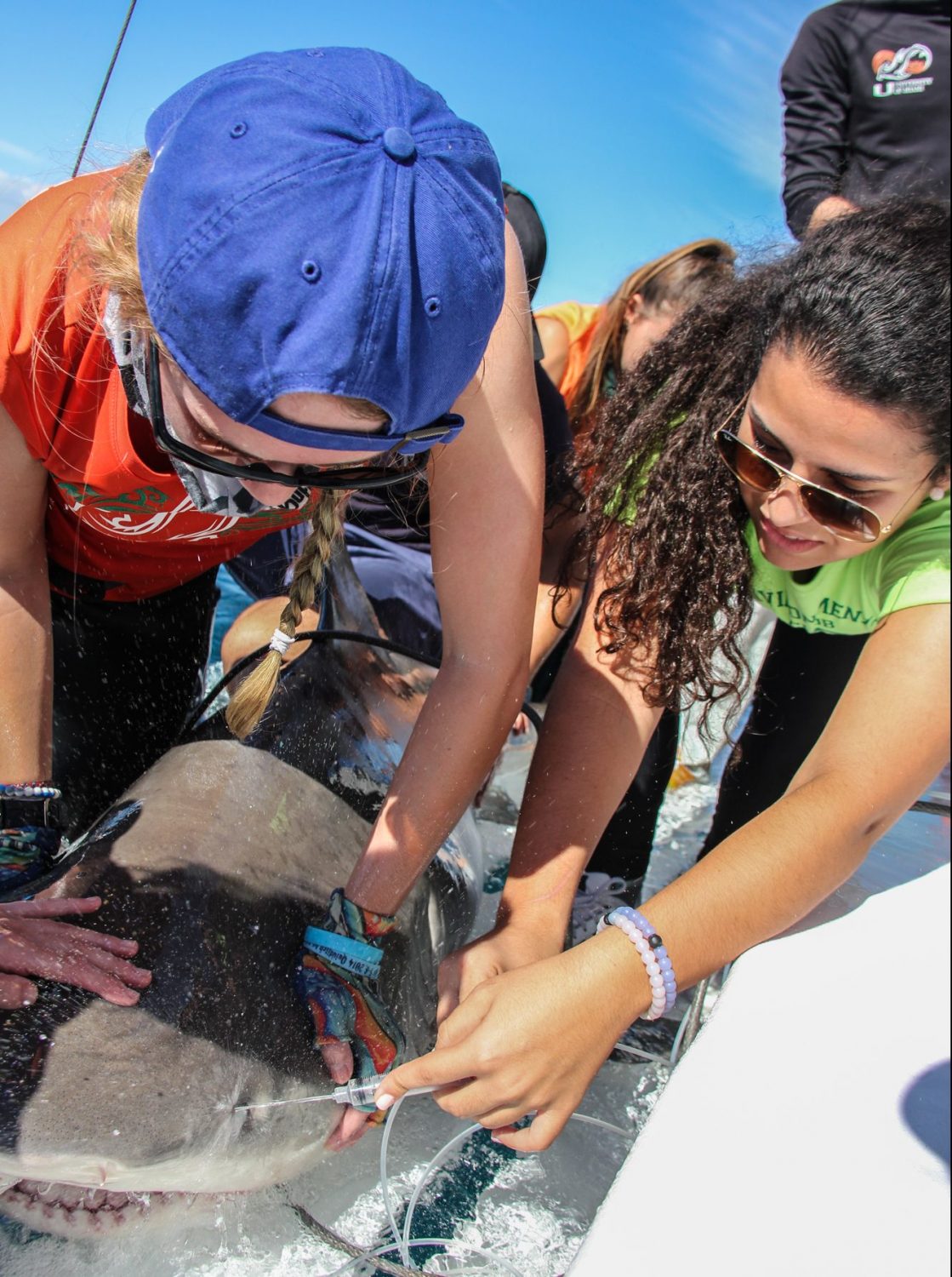 Field Trips – Shark Research & Conservation Program (SRC) | University ...