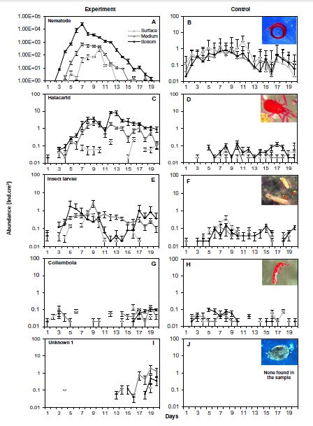 The response of sandy beach meiofauna to nutrients from sea turtle eggs ...