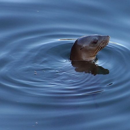 The imperiled fish fauna in the Nicaragua Canal Zone – Shark Research ...
