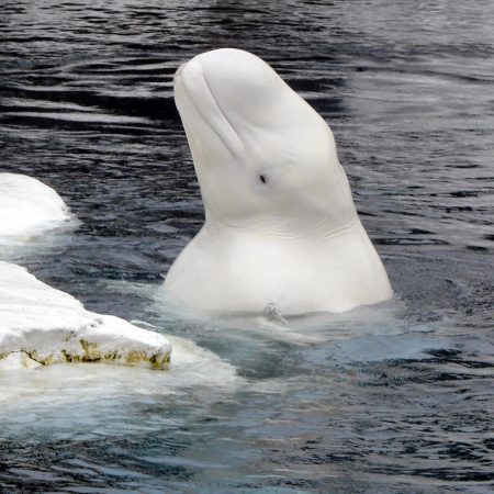 How the complexity of the average marine organism life cycle affects ...