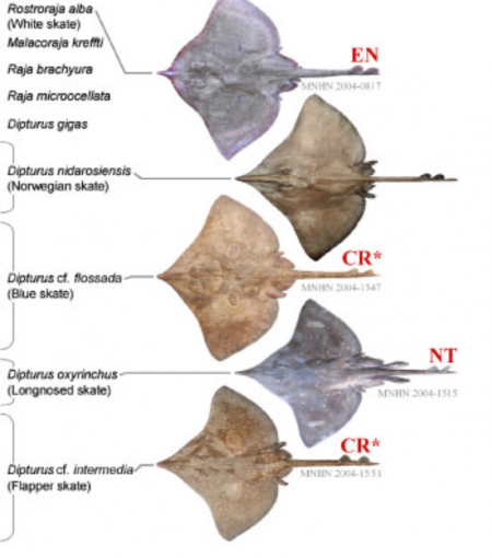 What’s in a name? How common and scientific names affect conservation ...
