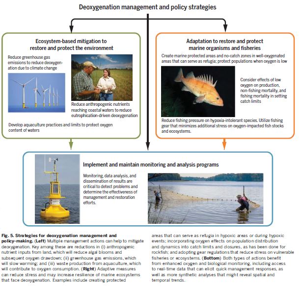 Declining oxygen in the global ocean and coastal waters: A summary ...