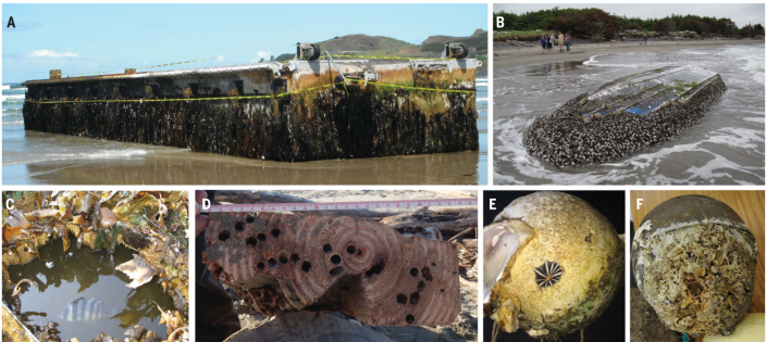 Tsunami-driven rafting: Transoceanic species dispersal and implications ...