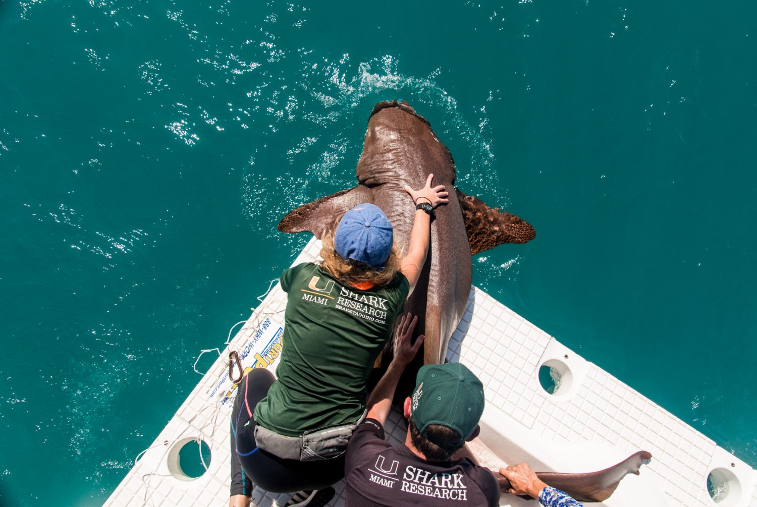 Shark Research & Conservation Program (SRC) | University of Miami