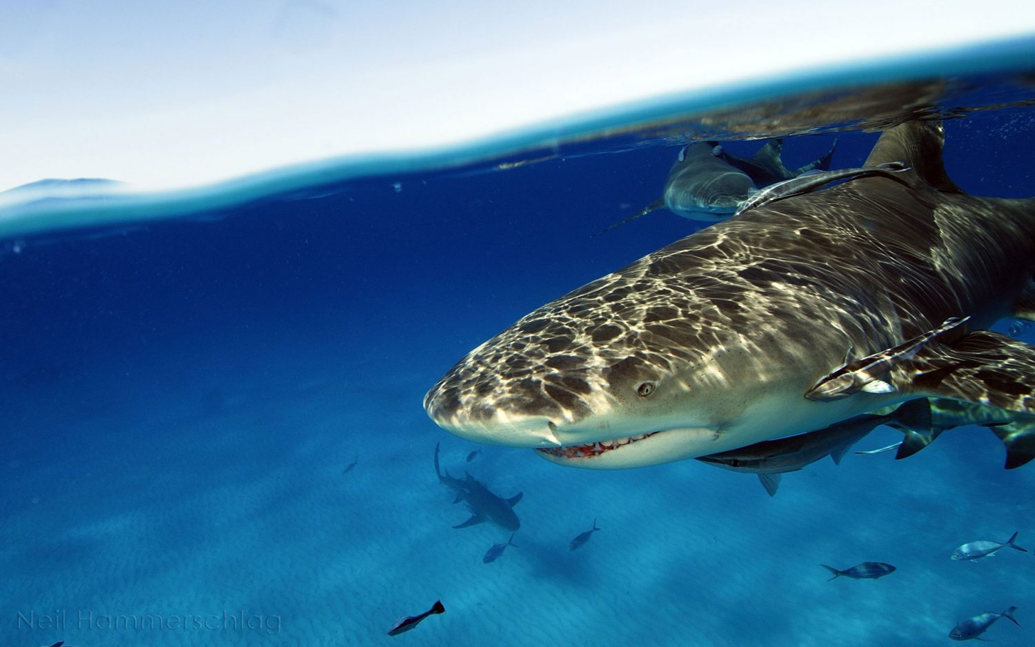 Shark Research & Conservation Program (SRC) | University of Miami