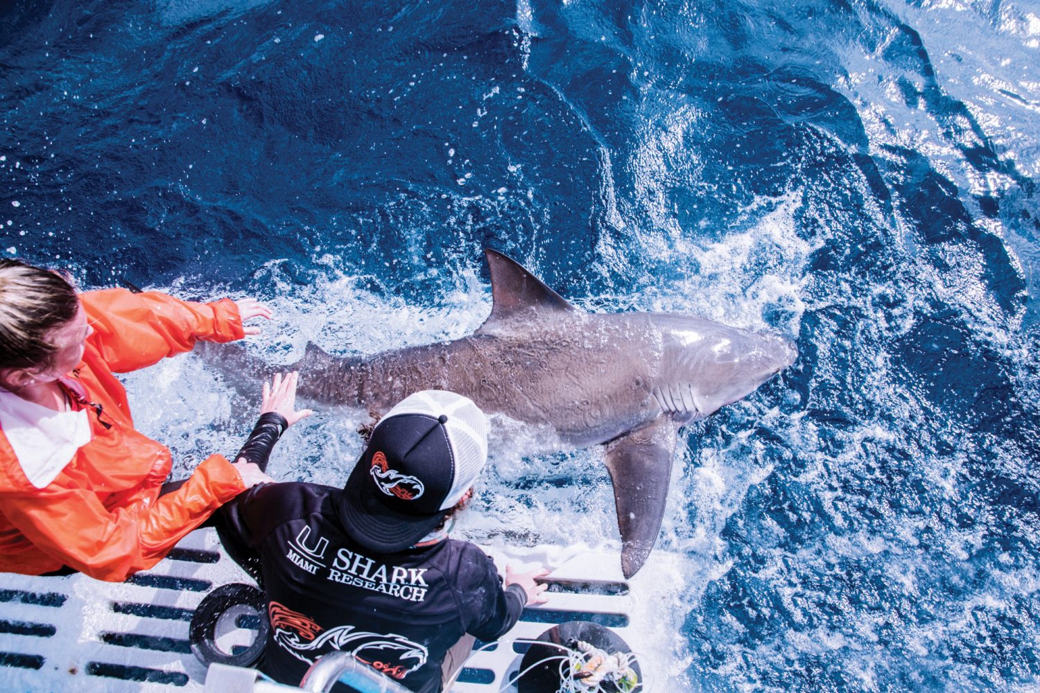 Corporate Sponsorships – Shark Research & Conservation Program (SRC ...