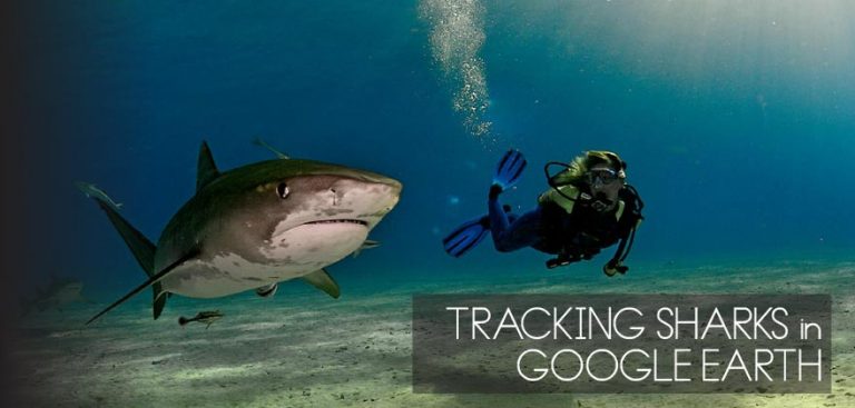 Darren – Shark Research & Conservation Program (SRC) | University of Miami