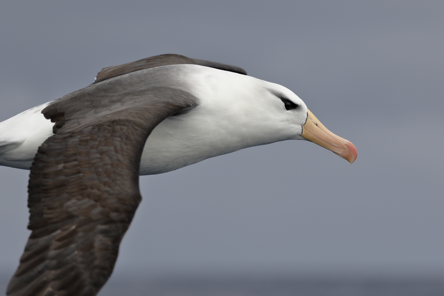 Using Fish DNA in Threatened Albatross Diets as a Marine Conservation ...