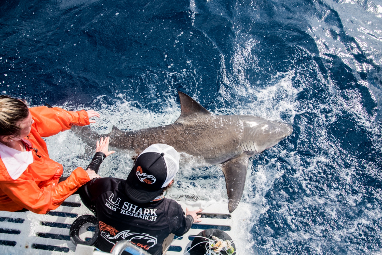 Shark Ecological Risk Assessment – Shark Research & Conservation ...