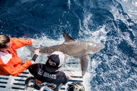 Shark Ecological Risk Assessment – Shark Research & Conservation ...