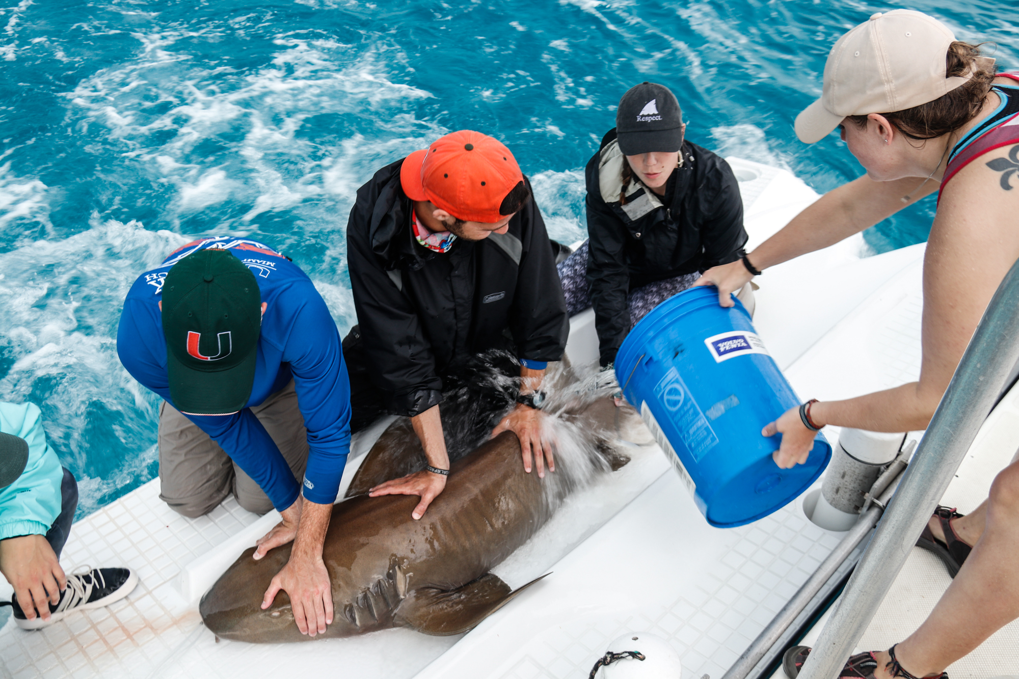 Animal Welfare – Shark Research & Conservation Program (SRC ...