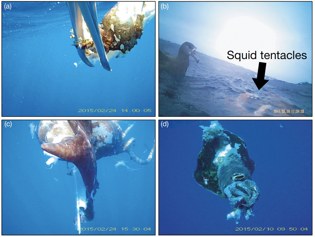 Albatross-born loggers show feeding on deep-sea squids: implications ...