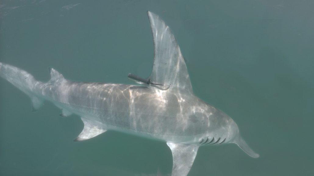 Animal Welfare – Shark Research & Conservation Program (SRC ...