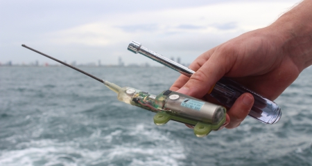 Tracking Sharks – Shark Research & Conservation Program (SRC ...