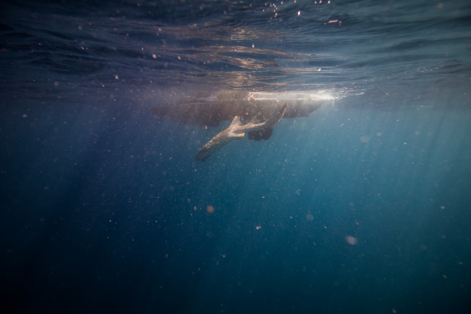 About Us – Shark Research & Conservation Program (SRC) | University of ...