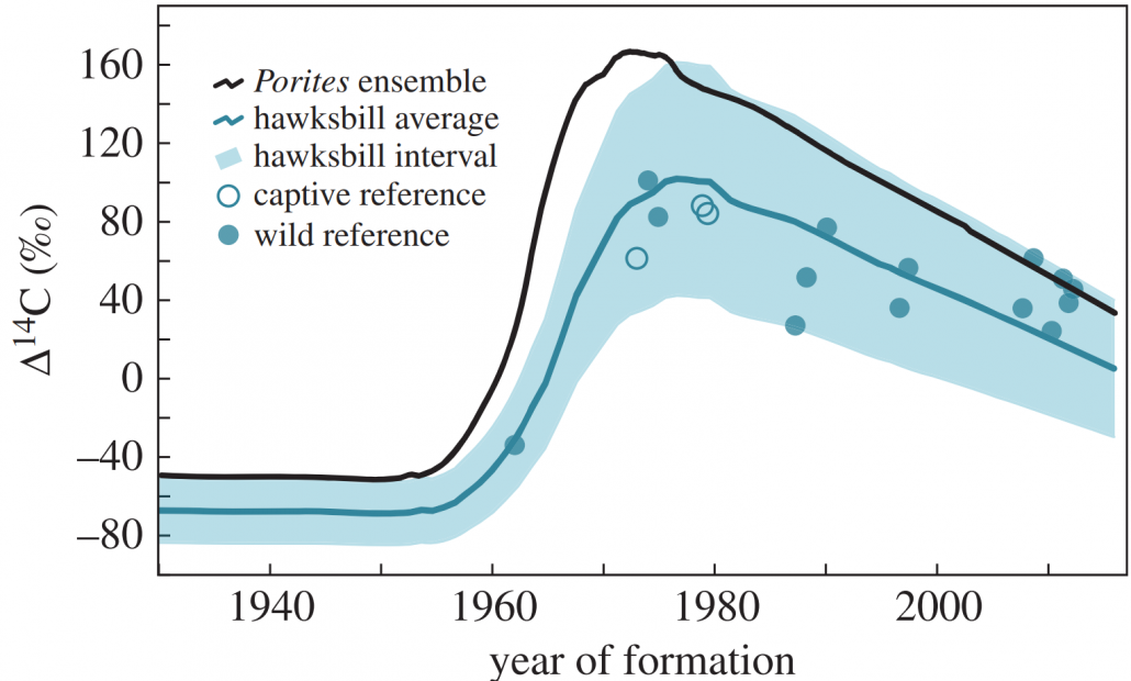 Bomb Radiocarbon Dating of Hawksbill Sea Turtle Carapaces – Shark ...