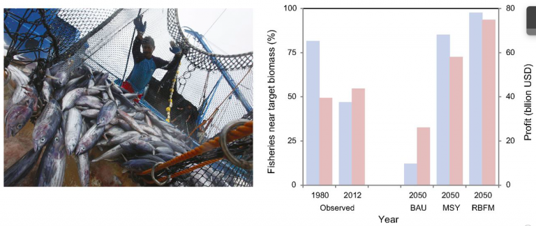 Predicting Fisheries Collapse – Shark Research & Conservation Program ...