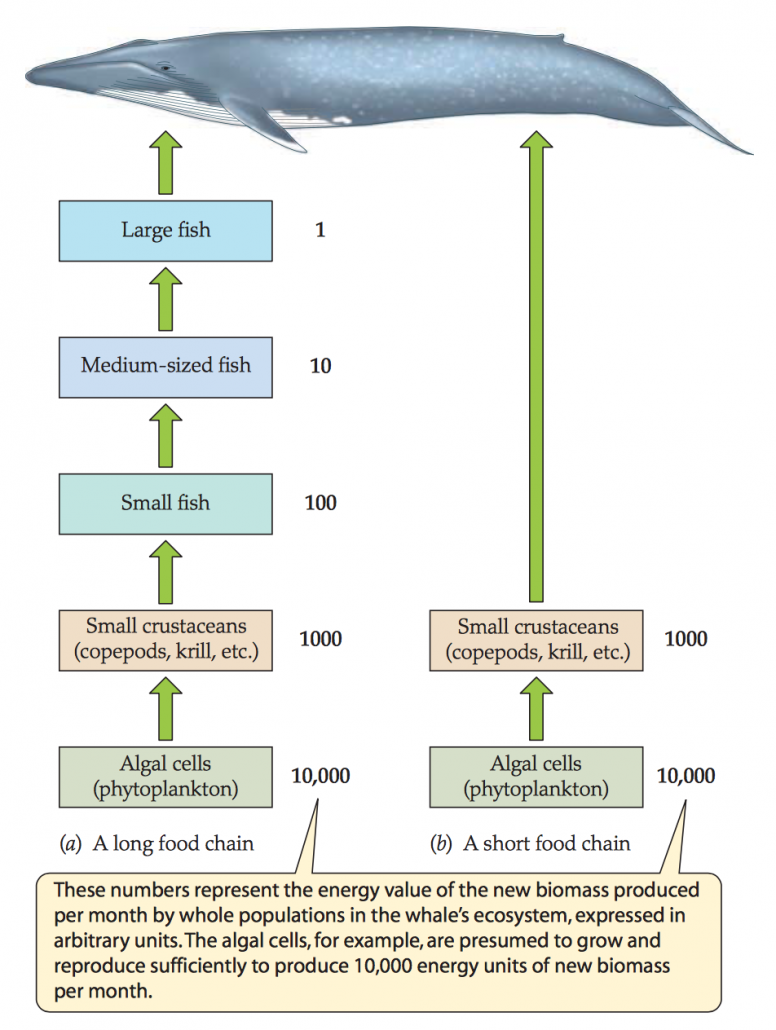 The transfer of energy within a food chain: Why do large whales feed on ...
