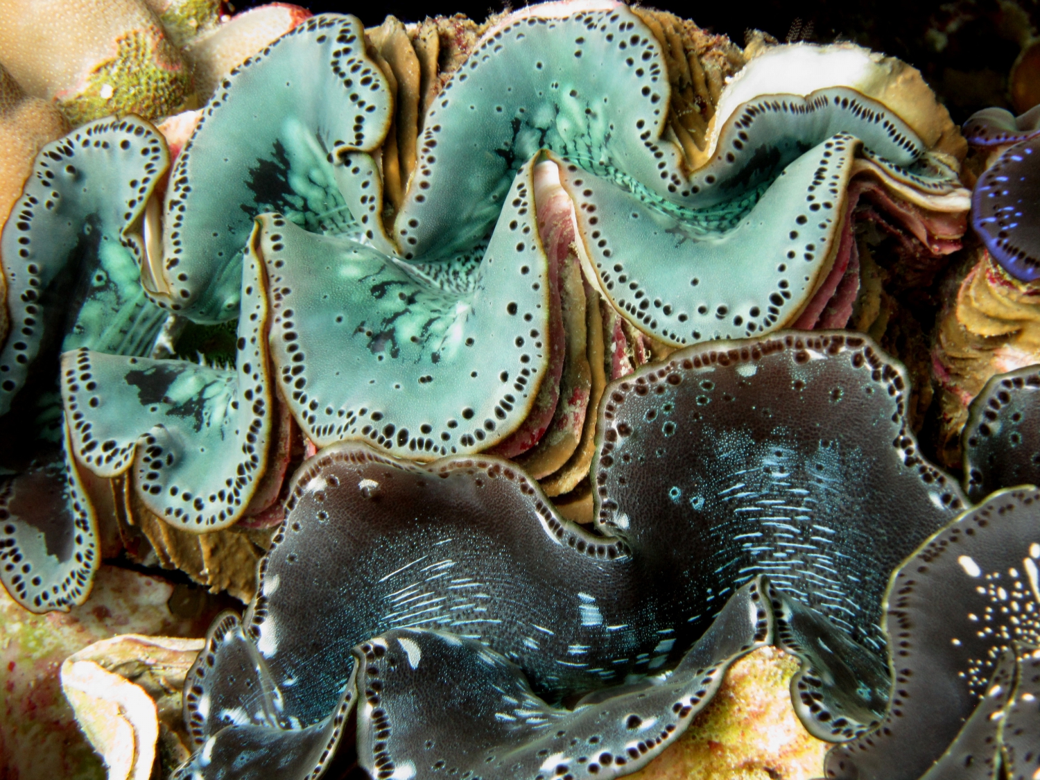 Preventing ecosystems from feeling clammy: what monitoring giant clam ...