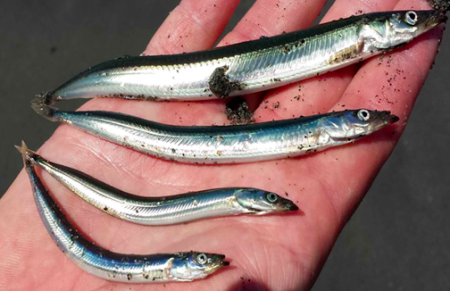 Pacific Heat Wave Reduces Nutritional Value of Pacific Sand Lance ...