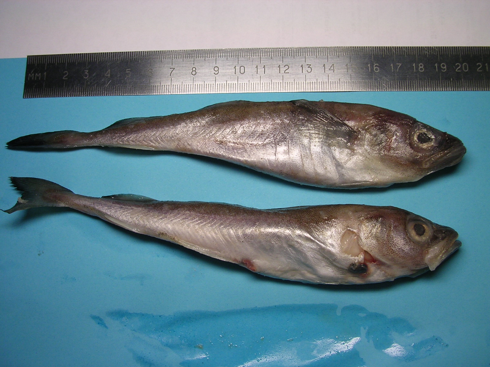 I can hear you: the effects of shipping on the behavior of Arctic cod ...