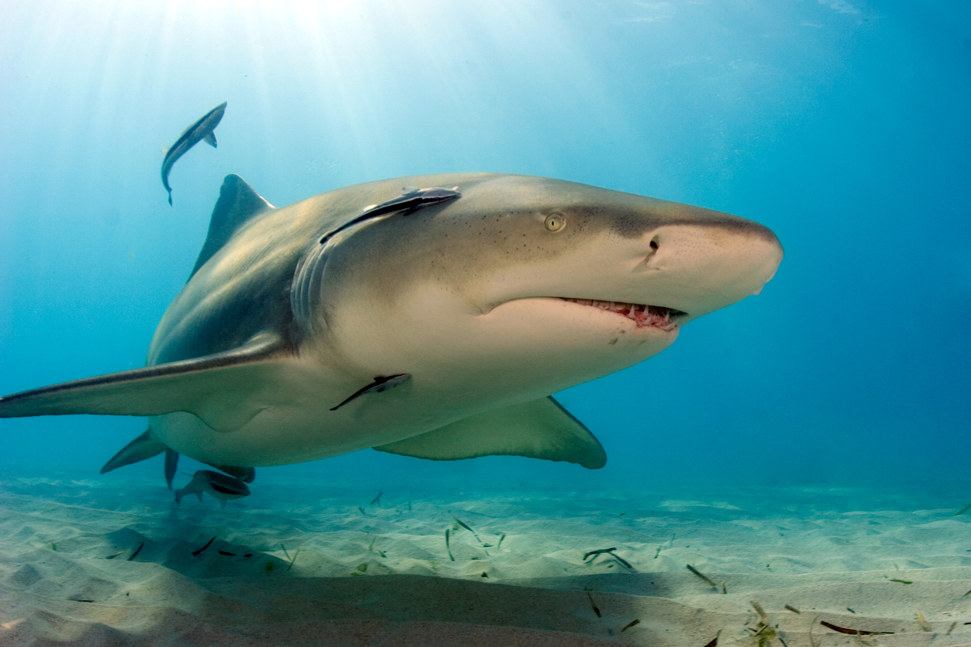 nameALemon – Shark Research & Conservation Program (SRC) | University ...