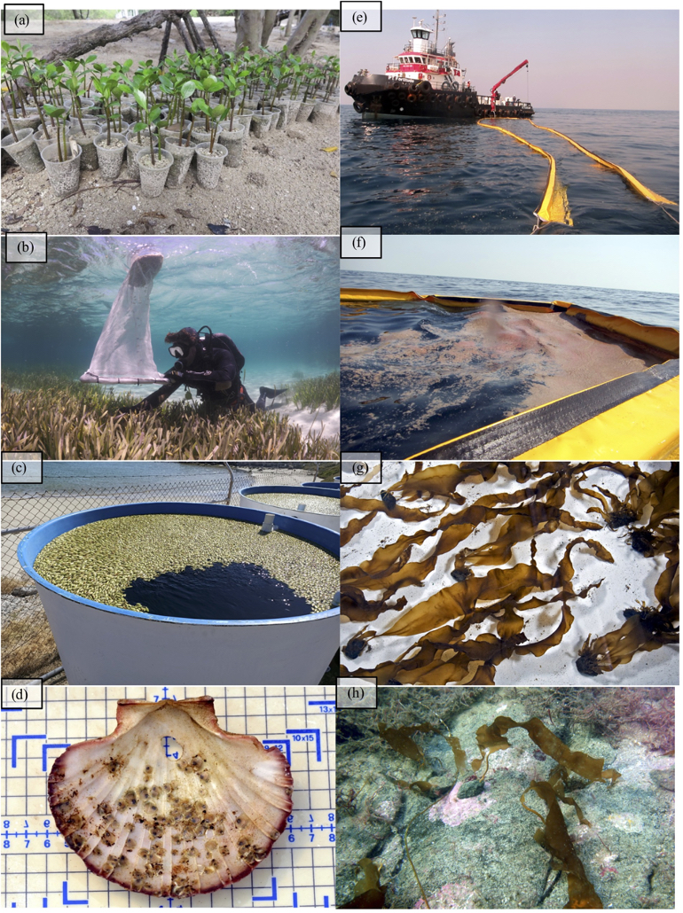 The Power of Propagules: Restoring Coastal Marine Ecosystems – Shark ...