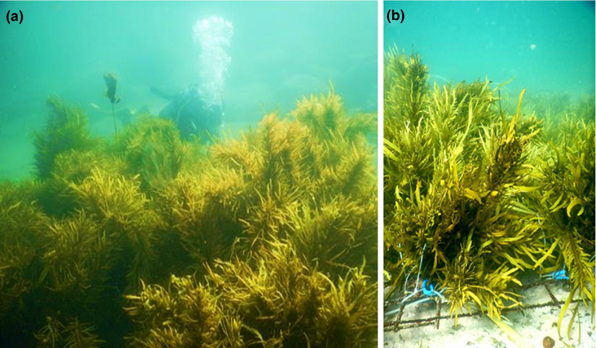 Genomic vulnerability of a dominant seaweed species points to future ...