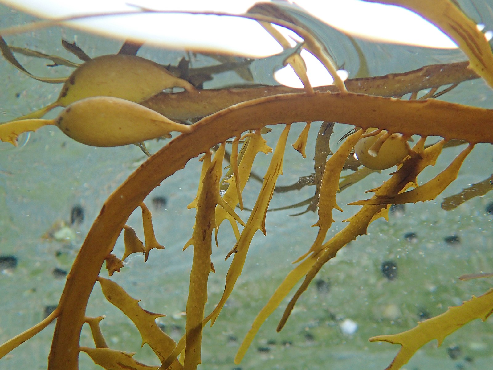 Genomic vulnerability of a dominant seaweed species points to future ...
