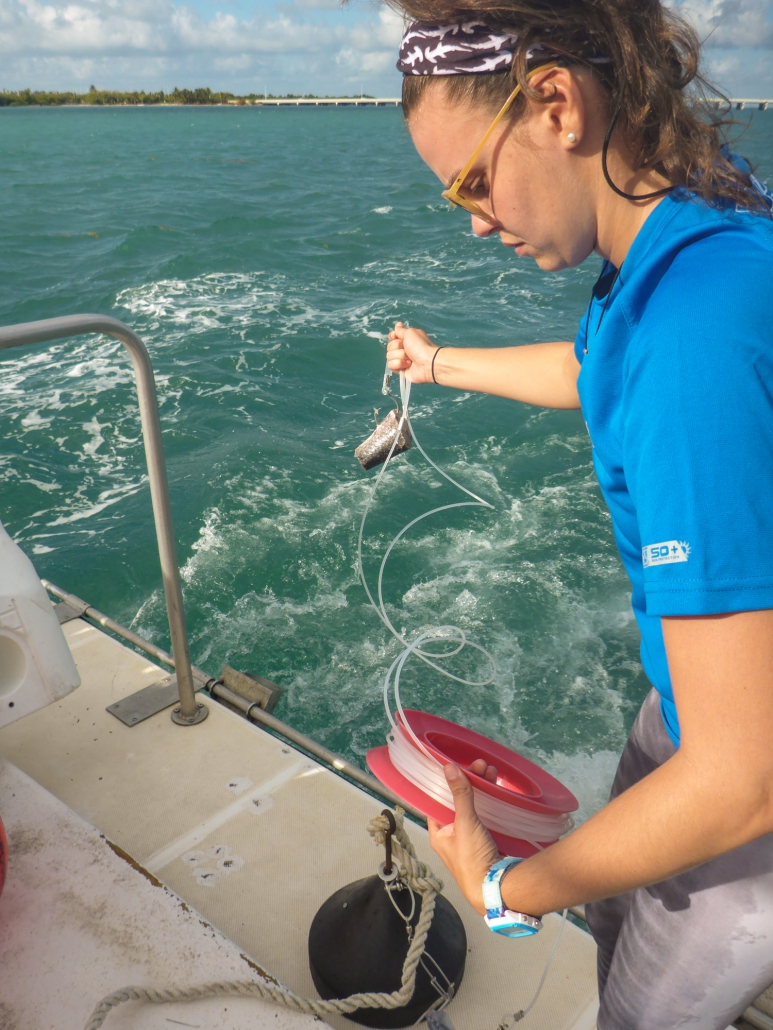 Undergraduate Opportunities – Shark Research & Conservation Program ...